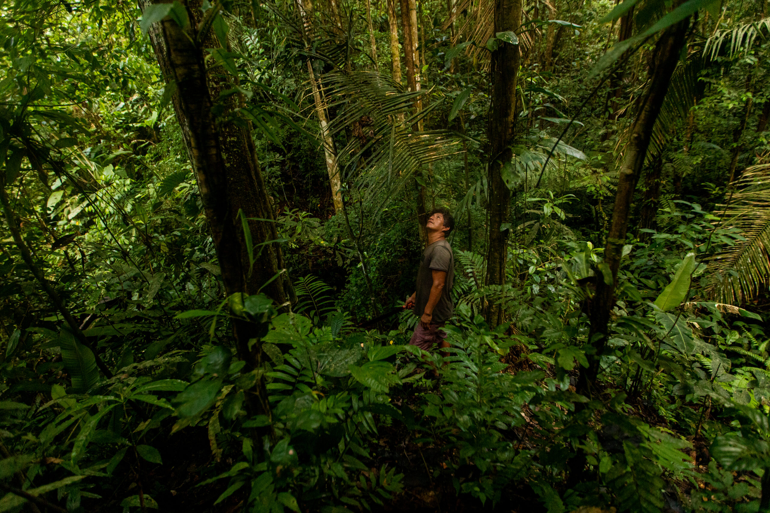 Junglekeepers | Age of Union