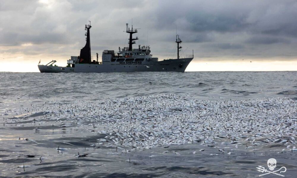 Sea Shepherd | Age of Union