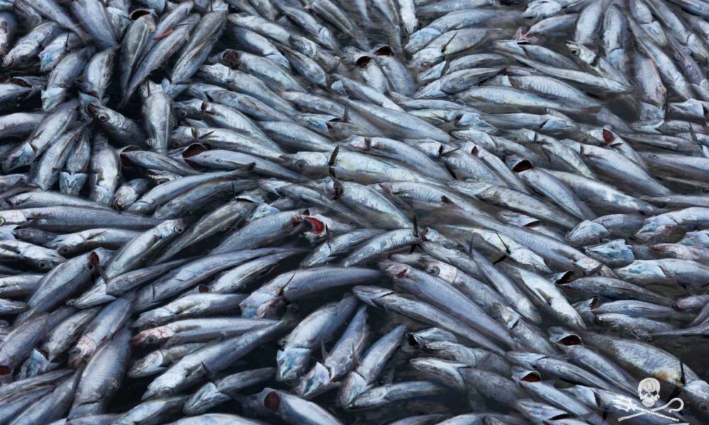 Sea Shepherd | Age of Union