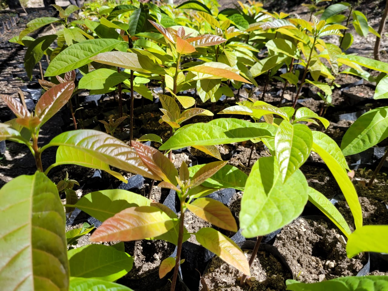 KANPE | Age of Union