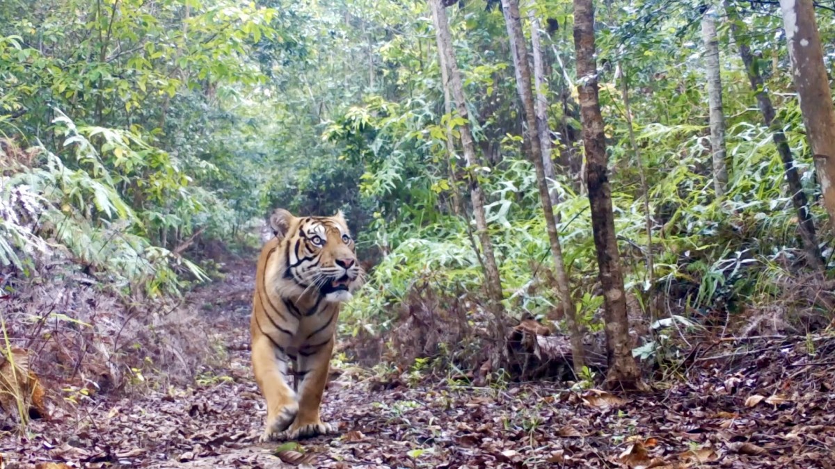 Age of Union Allies With Kalaweit to Save Indonesia’s Dulan Forest ...
