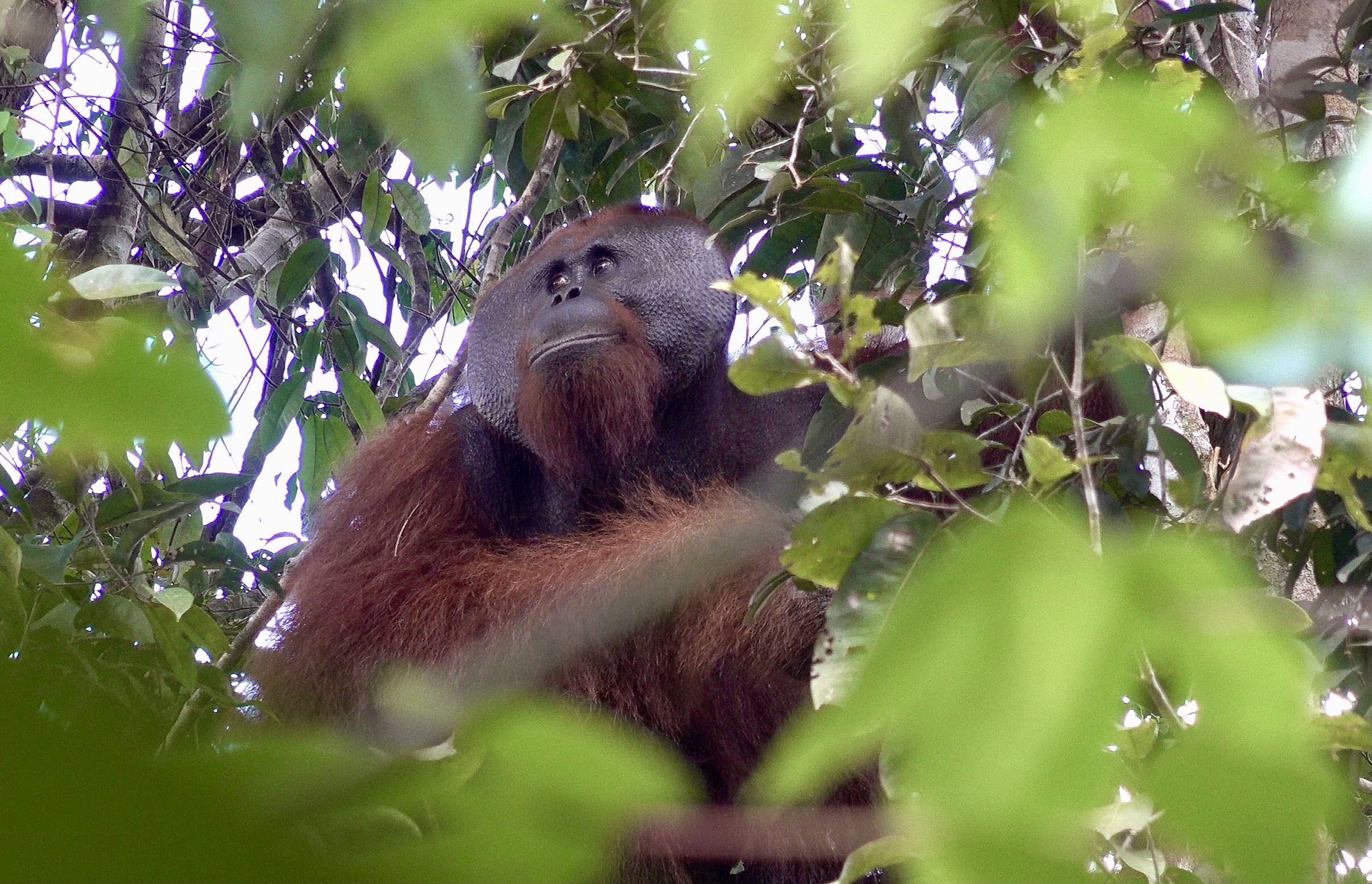 Age of Union Announces USD $1 Million Commitment to the Dulan Forest of ...