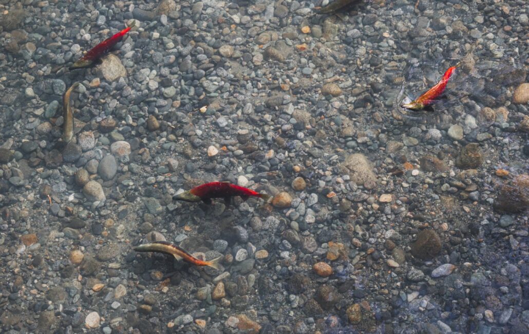 In British Columbia, the Salmon Run Defines an Environment and its ...