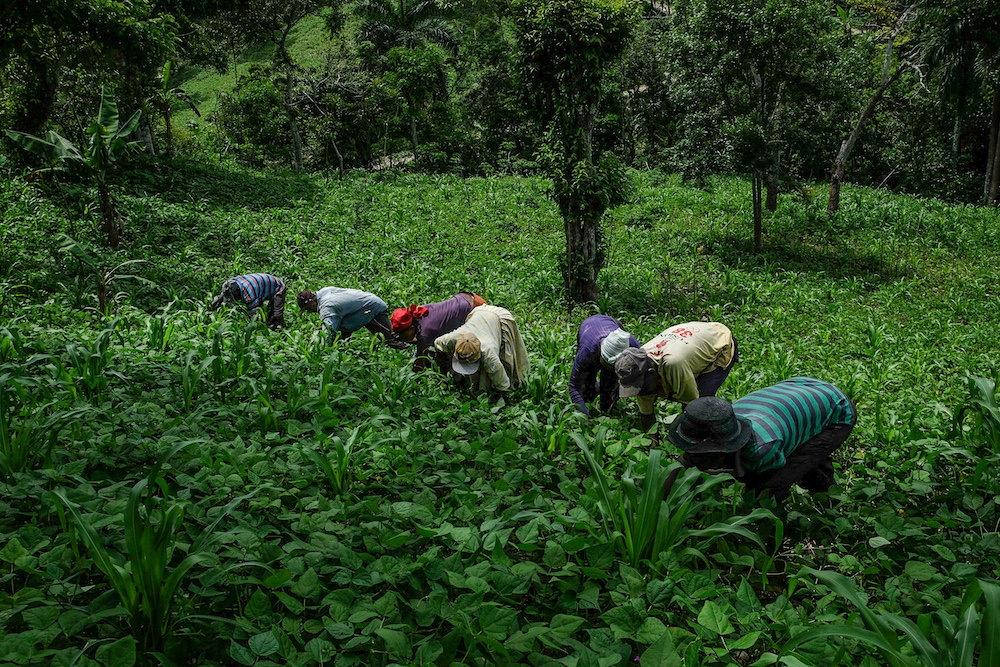 Holistic Community Development is Helping Boost Haiti’s Climate ...