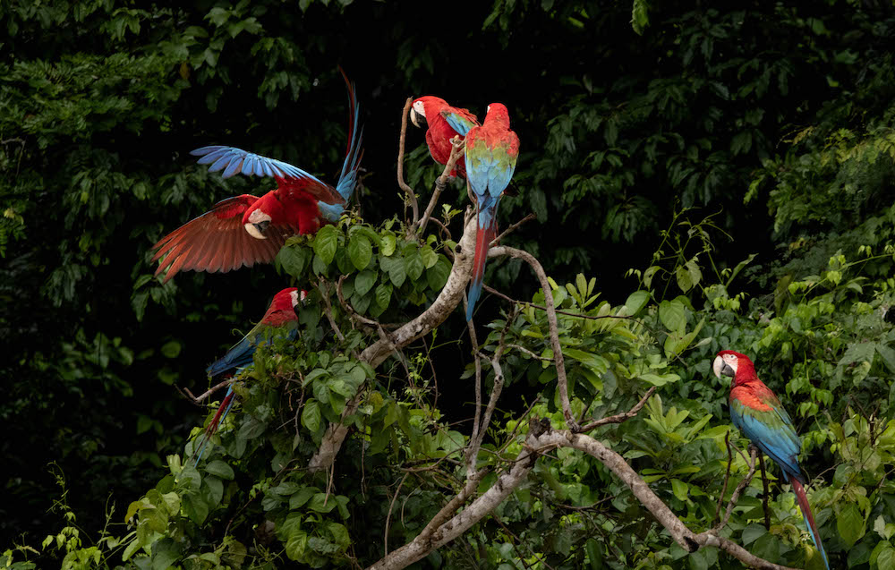 The Braided Lives of Birds and Trees in the Western Amazon | Age of Union