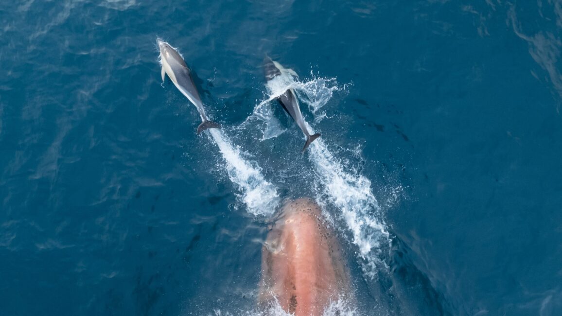 Projects | Age of Union