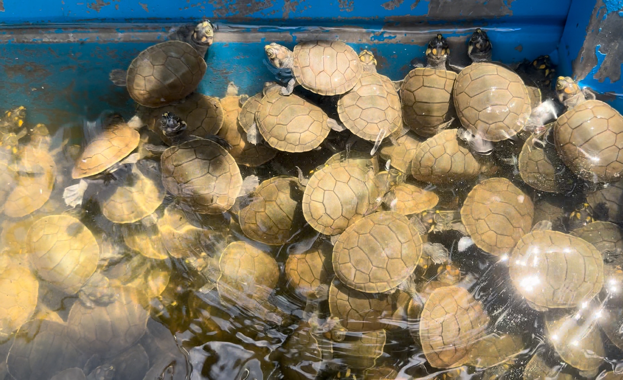 The Fight to Protect a Vanishing Amazon Turtle | Age of Union